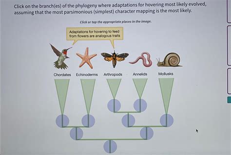 Solved Click On The Branches ﻿of The Phylogeny Where