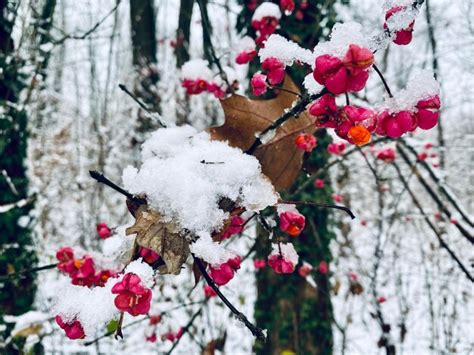 Premium Photo Close Up Of Cherry Blossom Tree During Winter