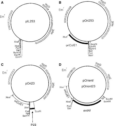 Restriction Map Of The Shuttle Plasmid Vectors Generated And Utilized Download Scientific