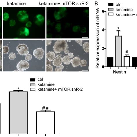 Mtor Mediates The Function Of Ketamine Regulated Neural Download Scientific Diagram
