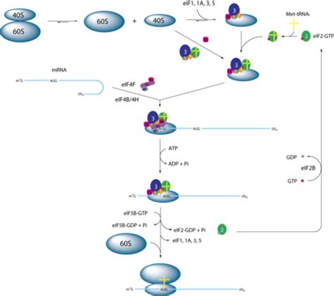 Biologykozak Consensus Sequence Handwiki Biologykozak Consensus Sequence Handwiki