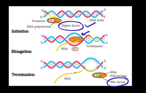 Transcription Process Unit Rna Polymerase Types Of Rna