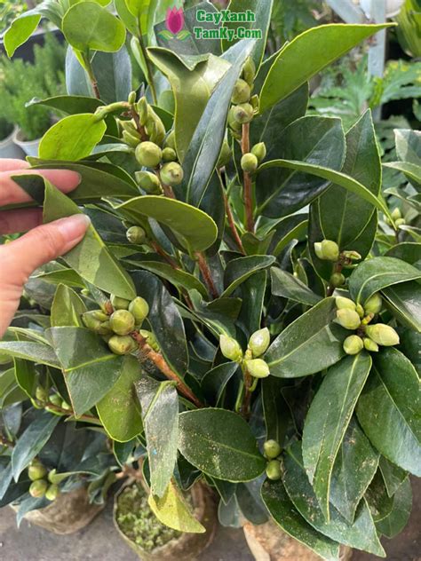 Cây Trà Tứ Quý Đặc điểm Giá Bán ý Nghĩa Công Dụng Cách Trồng Và