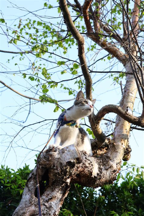 きのぼりさばじろう かご猫 Blog