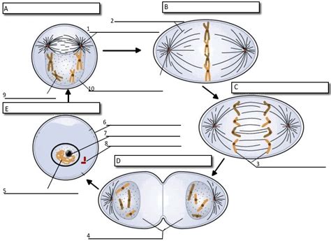 Hints Nuclear Division By Mitosis Diagram Quizlet