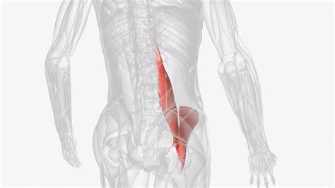 Premium Photo The Iliopsoas Muscle Refers To The Joined Psoas Major And The Iliacus Muscles