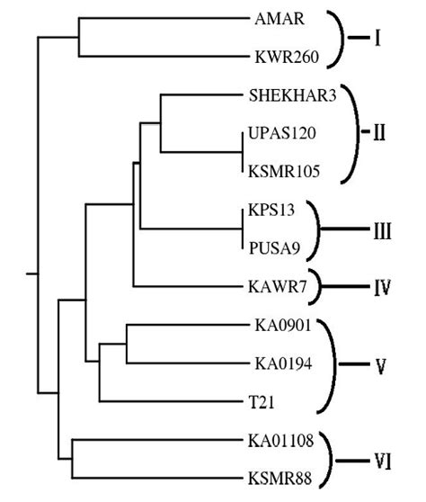 Upgma Cluster Analysis Showing Genetic Relationship Of Water Soluble Download Scientific