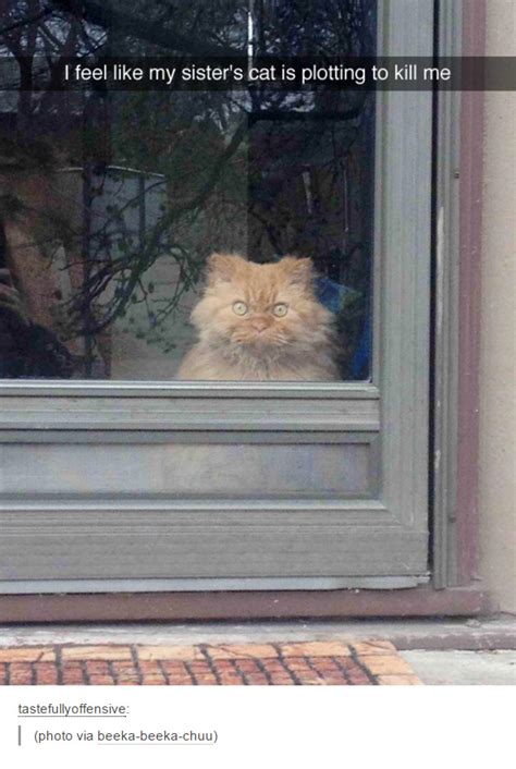 Is Your Cat Plotting To Kill You YA MA DONKEY