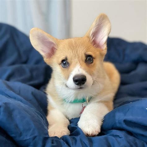 Pembroke Welsh Corgi Puppies For Home Pembroke Welsh Corgi Puppies