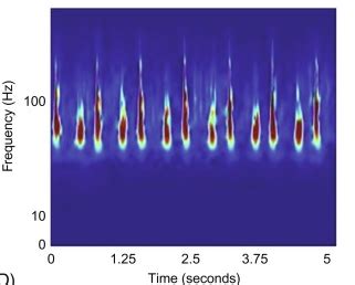 Python Scalogram Generation Stack Overflow