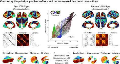 Omnipresence Of The Sensorimotor Association Axis Topography In The Human Connectome Pmc