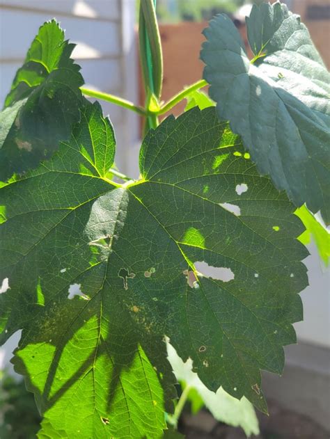 Hops Doing Well Despite Pests Rthehopyard