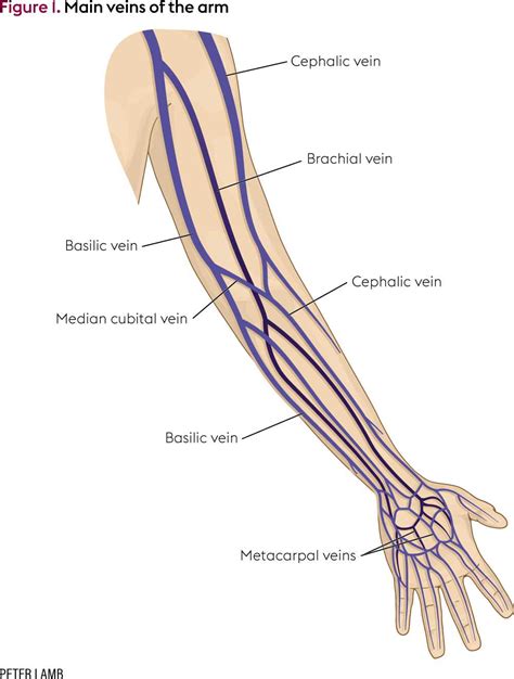 Anatomy Of Forearm Veins