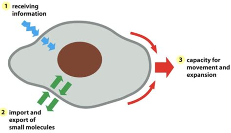 Cell Bio Unit 3 Flashcards Quizlet