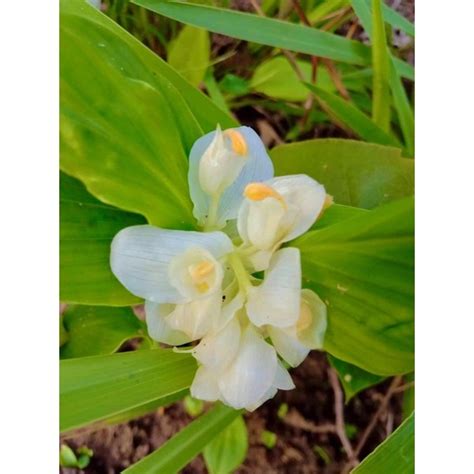 ดอกเข้าพรรษา ดอกออกพรรษา Contactlens Bigeye Hothit Thaipick