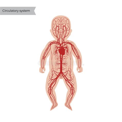 Newborn Anatomy Diagram Stock Illustrations 169 Newborn Anatomy