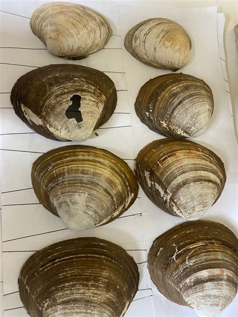 조개 껍데기 종류 지식in