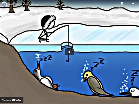 Minute Earth Birds That Hibernate In Lakes Instructional Video For 9th 10th Grade Lesson