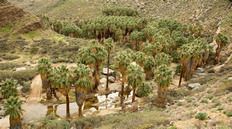 팜 스프링스 인디언 캐년 여행 정보 꼭 가봐야할 곳 추천 리스트 And 여행 후기 익스피디아