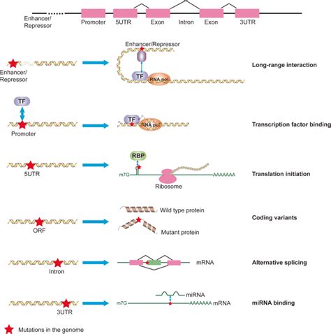 functional characterization of genetic variants illustration of