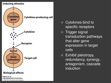 Ppt Receptors And Signaling Cytokines And Chemokines Powerpoint