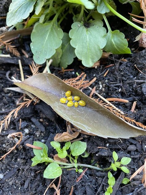 伊丹市昆虫館コラム葉っぱの裏には 伊丹をキーワードにひとやまちの魅力にフォーカスするローカルメディア