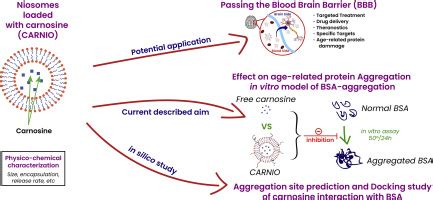 肌肽包裹的脂质体在牛血清白蛋白修饰中的潜在作用 International Journal of Biological