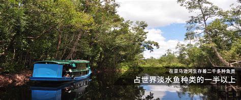 中国野生七彩神仙鱼拍卖网