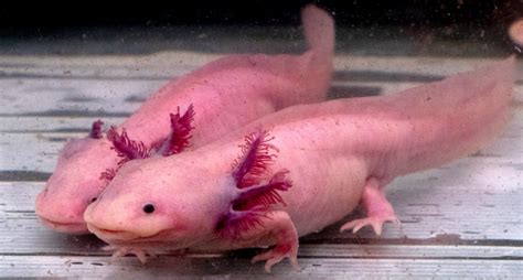 Descubre El Hábitat Y La Dieta Del Ajolote Mexicano Una Maravilla