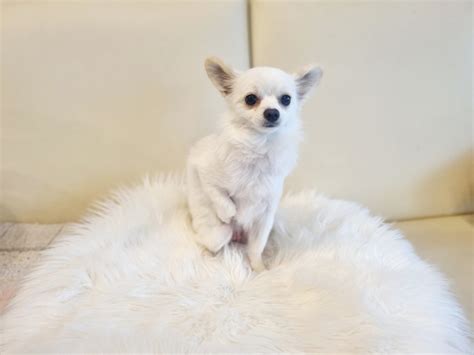 장모치와와 핑코 말티즈크기 말티푸크기 푸들크기 먼치킨크기 랙돌크기 브리티쉬숏헤어크기 스코티쉬폴드크기 러시안블루크기 강아지크기 고양이크기 유기견임시보호 유기묘임시보호 강아지