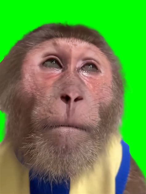 Monkey Crying Meme Green Screen Creatorset