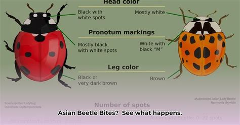 Asian Beetle Bites Symptoms Reactions And What To Do Wave Sold