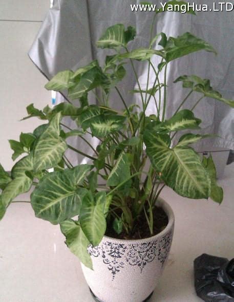 合果芋葉子耷拉可能有多種因素導致找準病因對症下藥 養花網