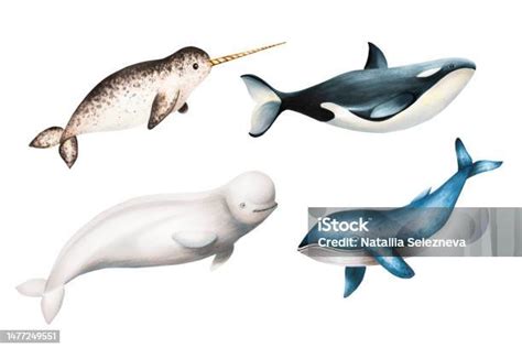 긴 엄니 푸른 고래 벨루가 범고래가 흰색 배경에 격리된 수채화 일각고래 손으로 그림 현실적인 북극과 남극 해양 포유류 디자이너 장식 엽서 포장지 스크랩북 표지 로고 초대장