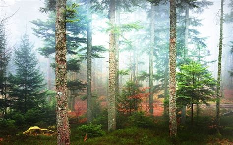 안개가 자욱한 소나무 숲의 먼 길 프렌치 알자스 보주 산맥 0명에 대한 스톡 사진 및 기타 이미지 0명 가을 계절 Istock