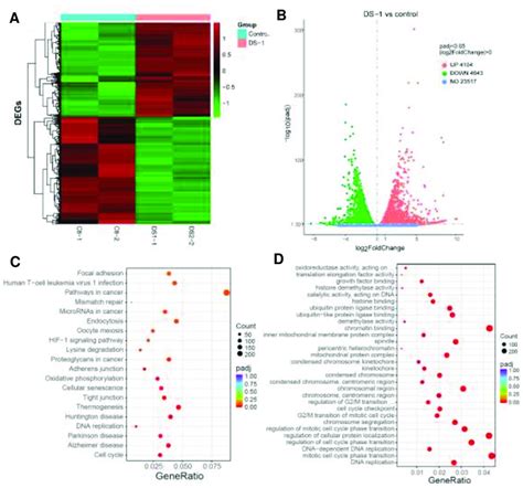 Rna Seq Gene Expression Analyses Of U−2 Os Cells With Without Ds−1 Download Scientific Diagram