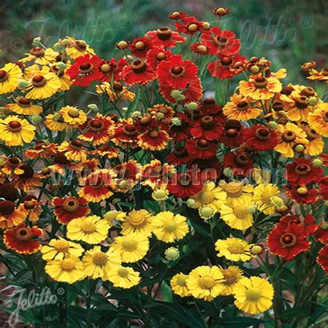 Helenium Red And Gold Hybrids Plug Plants