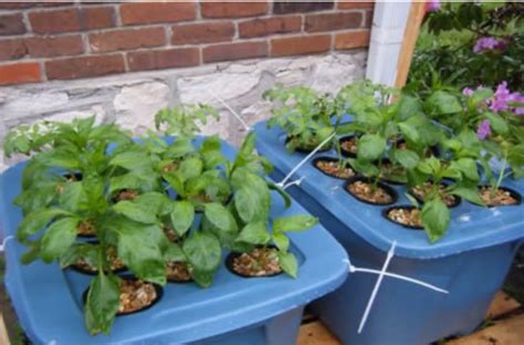 Hydroponic Passion Diy Deep Water Culture Dwc System