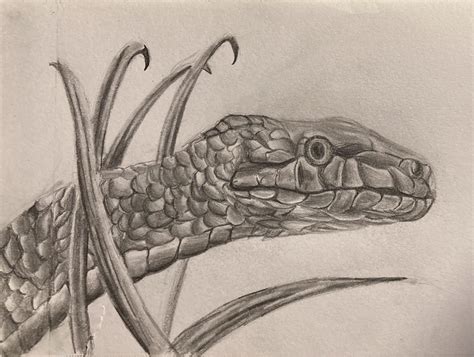 Drew A Snake How Can Improve On The Scales R Drawing