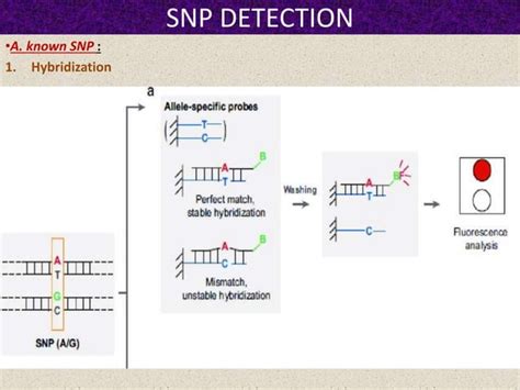 Ppt Snp Detection Pptx