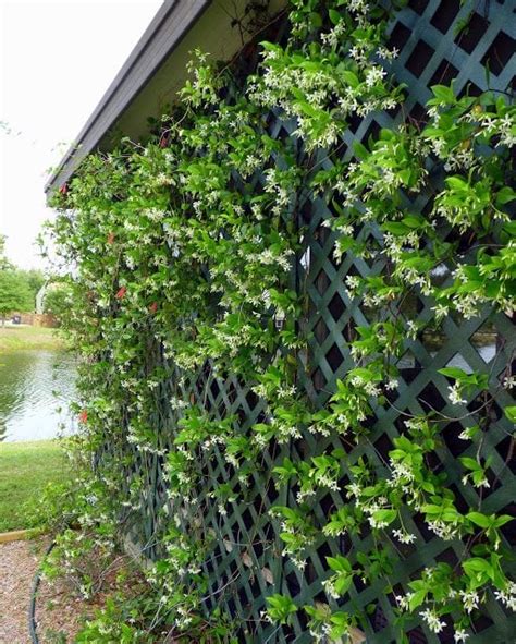 Star Jasmine Fence