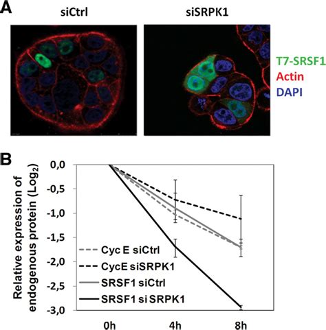Phosphorylation Of Srsf1 By Srpk1 Regulates Alternative Splicing Of Tumor Related Rac1b In