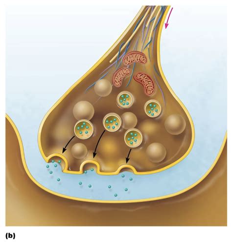 Structure Of An Axodendritic Synapse Diagram Quizlet
