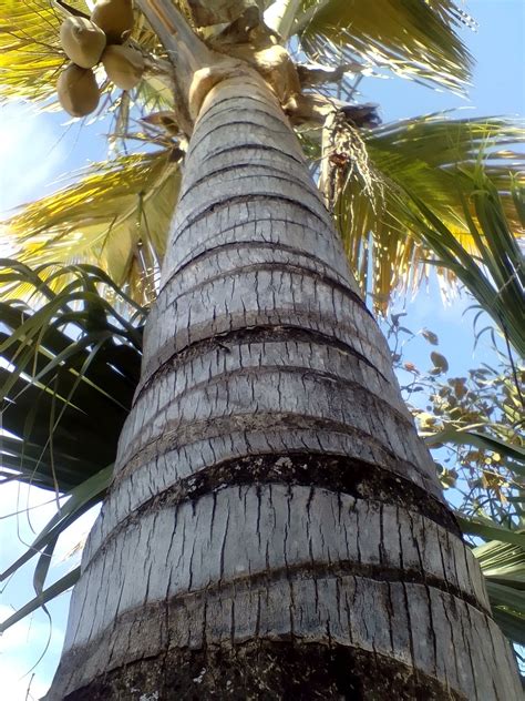 코코넛 나무 Pixabay의 무료 사진 Pixabay
