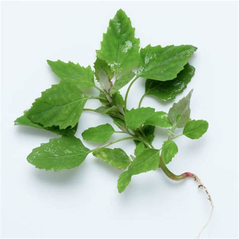 東北牧場の野草