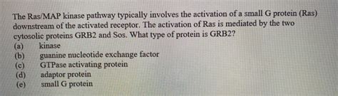 Solved The Rasmap Kinase Pathway Typically Involves The