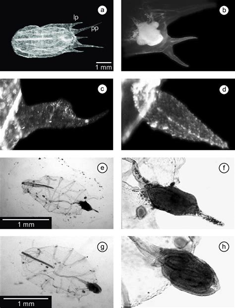 Morphological Characteristics Of Thalia Cicar And T Democratica