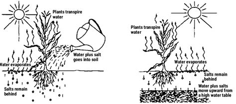 Salinization Caused By A Saline Irrigation Water And B Saline Download Scientific Diagram