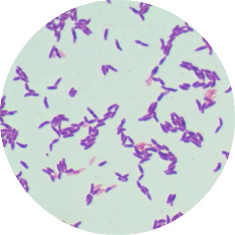 Lactobacillus Salivarius Classification Dataset By Orton