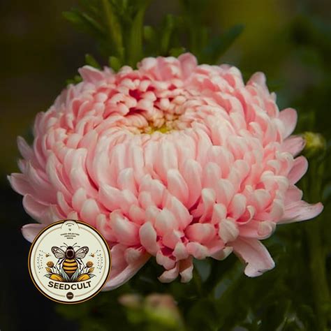 Peony Duchess Apricot Aster Seeds Callistephus Chinensis Cu8740